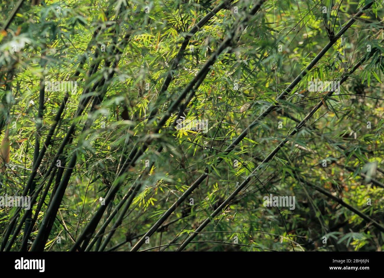 Panda china wolong panda center hi-res stock photography and images - Alamy