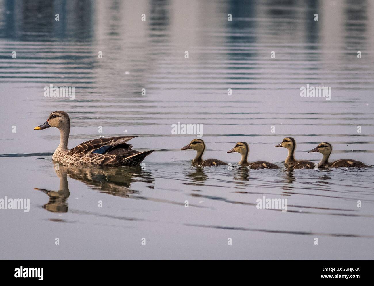 Grey Teal duck family with a group of baby ducklings on a lack, Chennai ...