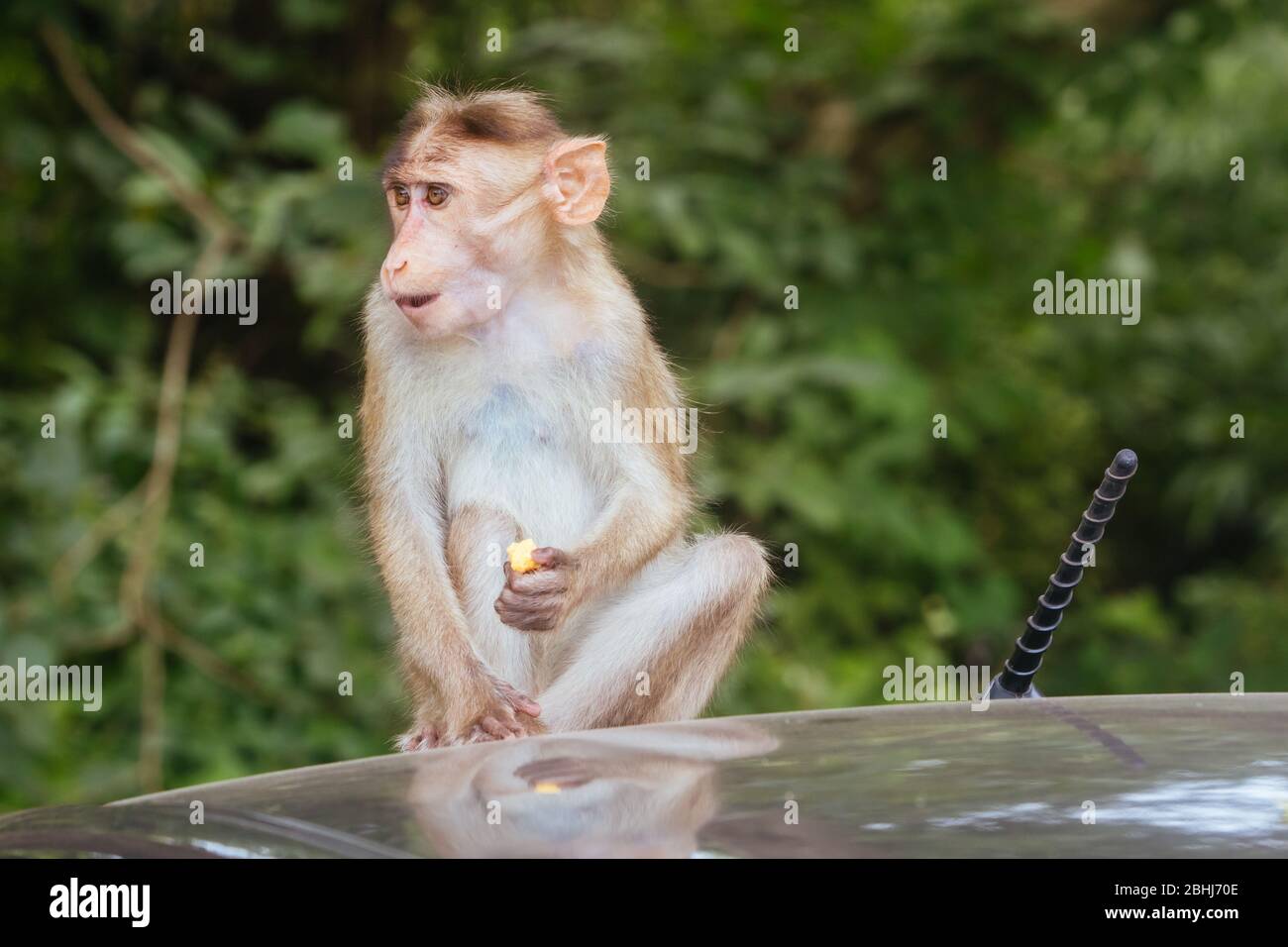 Monkeys at Kanheri Caves in Mumbai India Stock Photo - Alamy