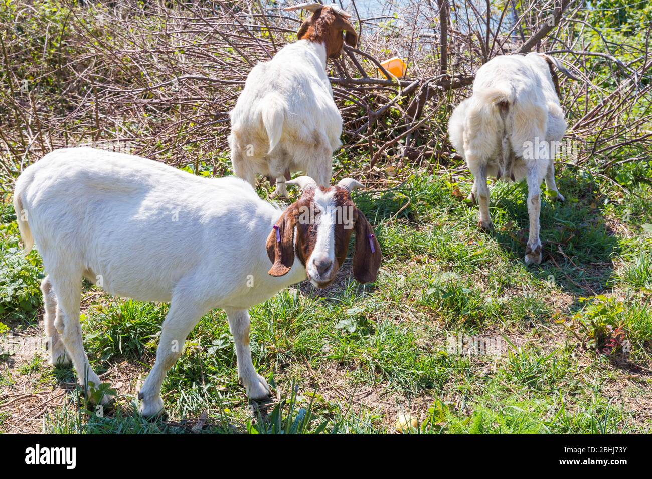 Bournemouth east cliff goats hi-res stock photography and images - Alamy