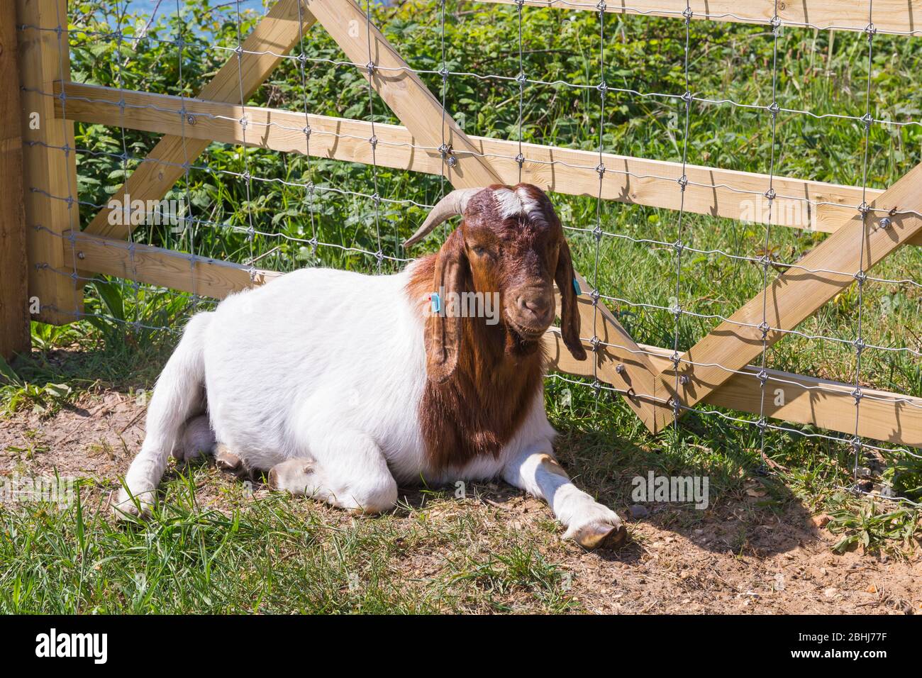 Boer goat uk hi-res stock photography and images - Alamy