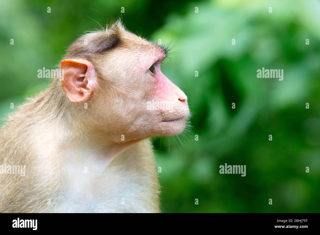 Monkeys at Kanheri Caves in Mumbai India Stock Photo - Alamy