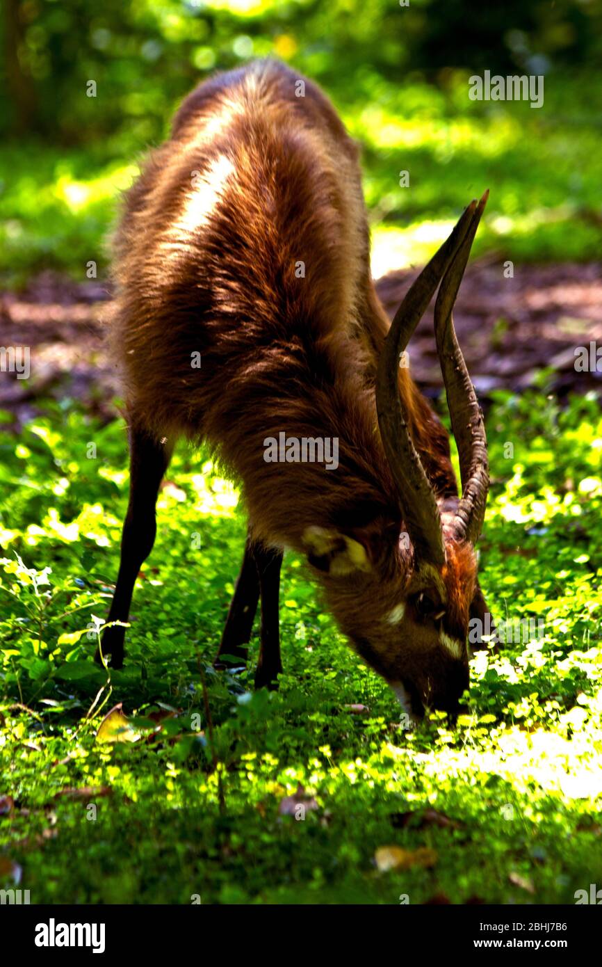 The Sitatunga is the most aquatic of all the antelope family and they ...