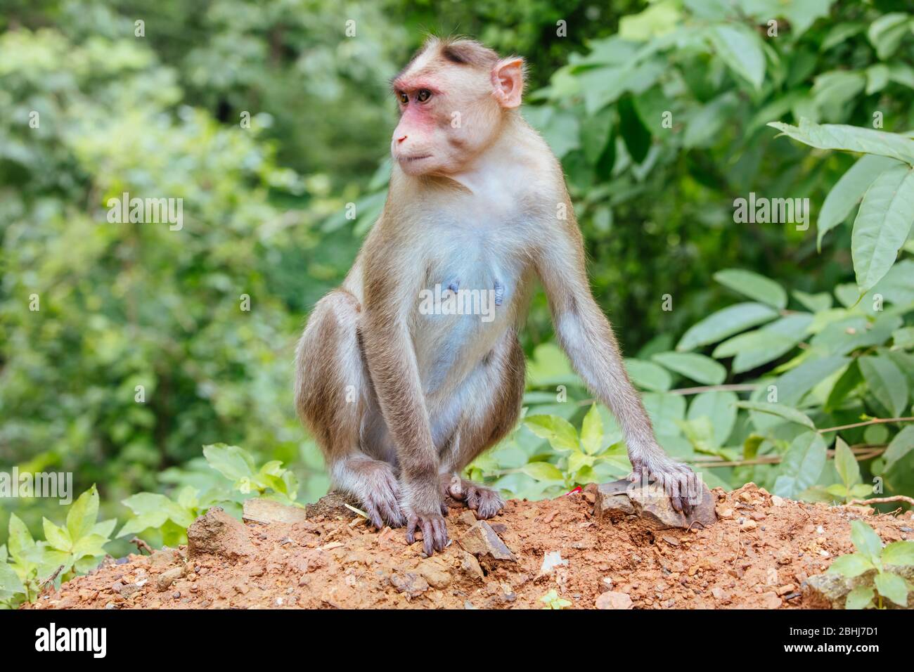 Monkeys at Kanheri Caves in Mumbai India Stock Photo - Alamy