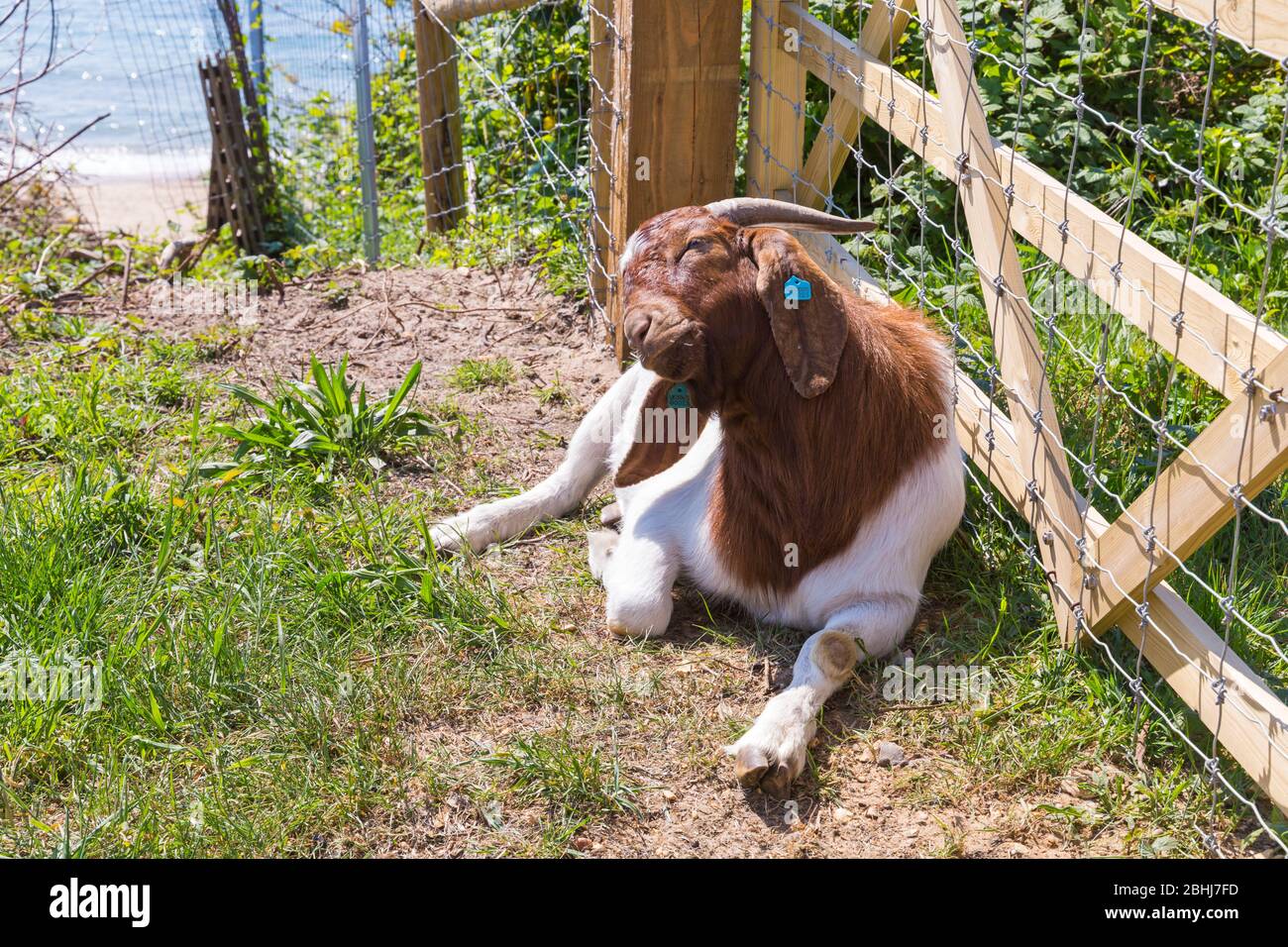 Boer goat uk hi-res stock photography and images - Alamy