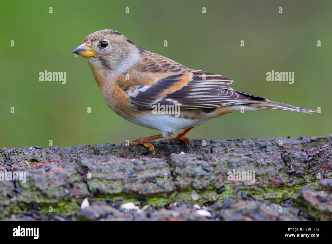 A female Brambling (Fringilla montifringilla) in winter/non-breeding ...
