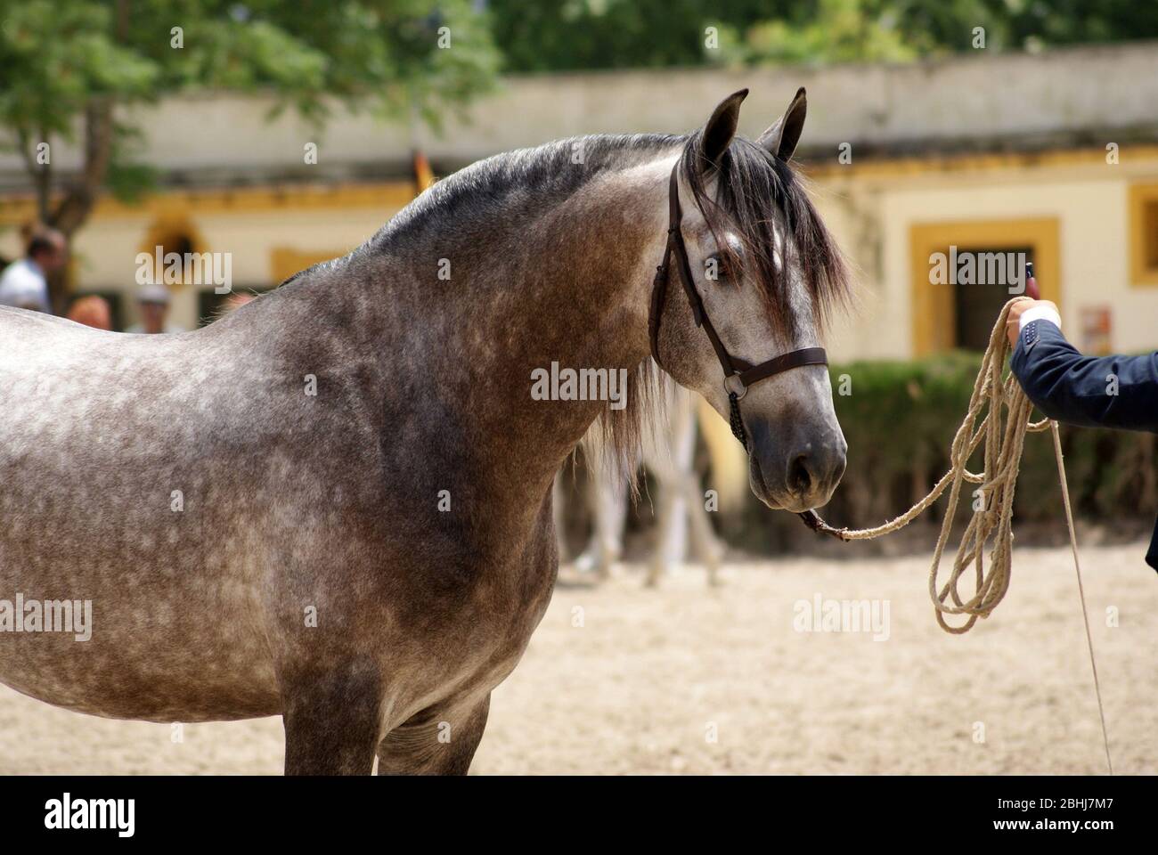 Spanish Andalusian Long Mane Grey