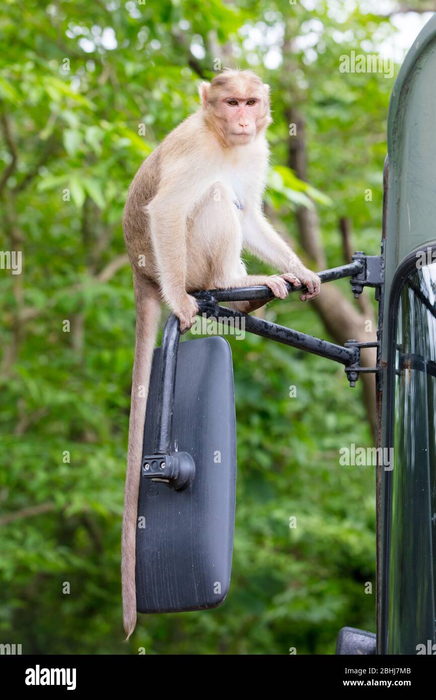 Monkeys at Kanheri Caves in Mumbai India Stock Photo - Alamy