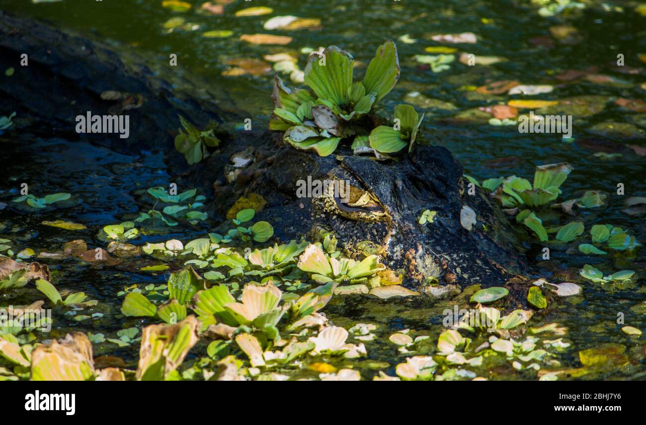 Portrait of caiman Head in the water with full of green water plants ...