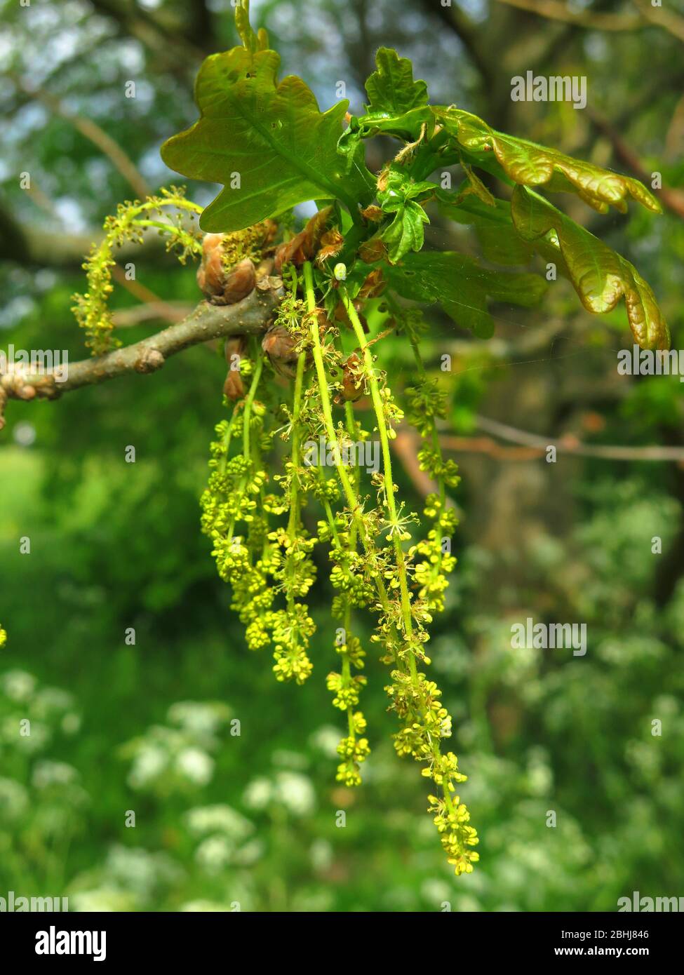 Oak tree flowers hi-res stock photography and images - Alamy