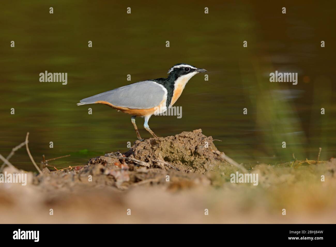Egyptian plover crocodile bird crocodile plover hi-res stock ...