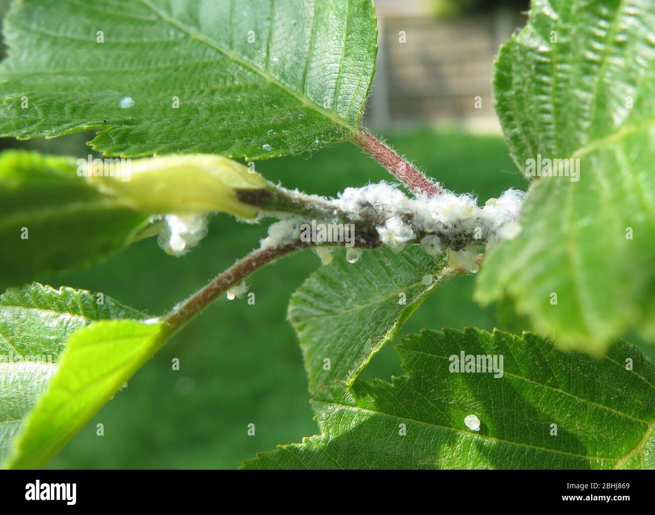 Woolly aphids hi-res stock photography and images - Alamy