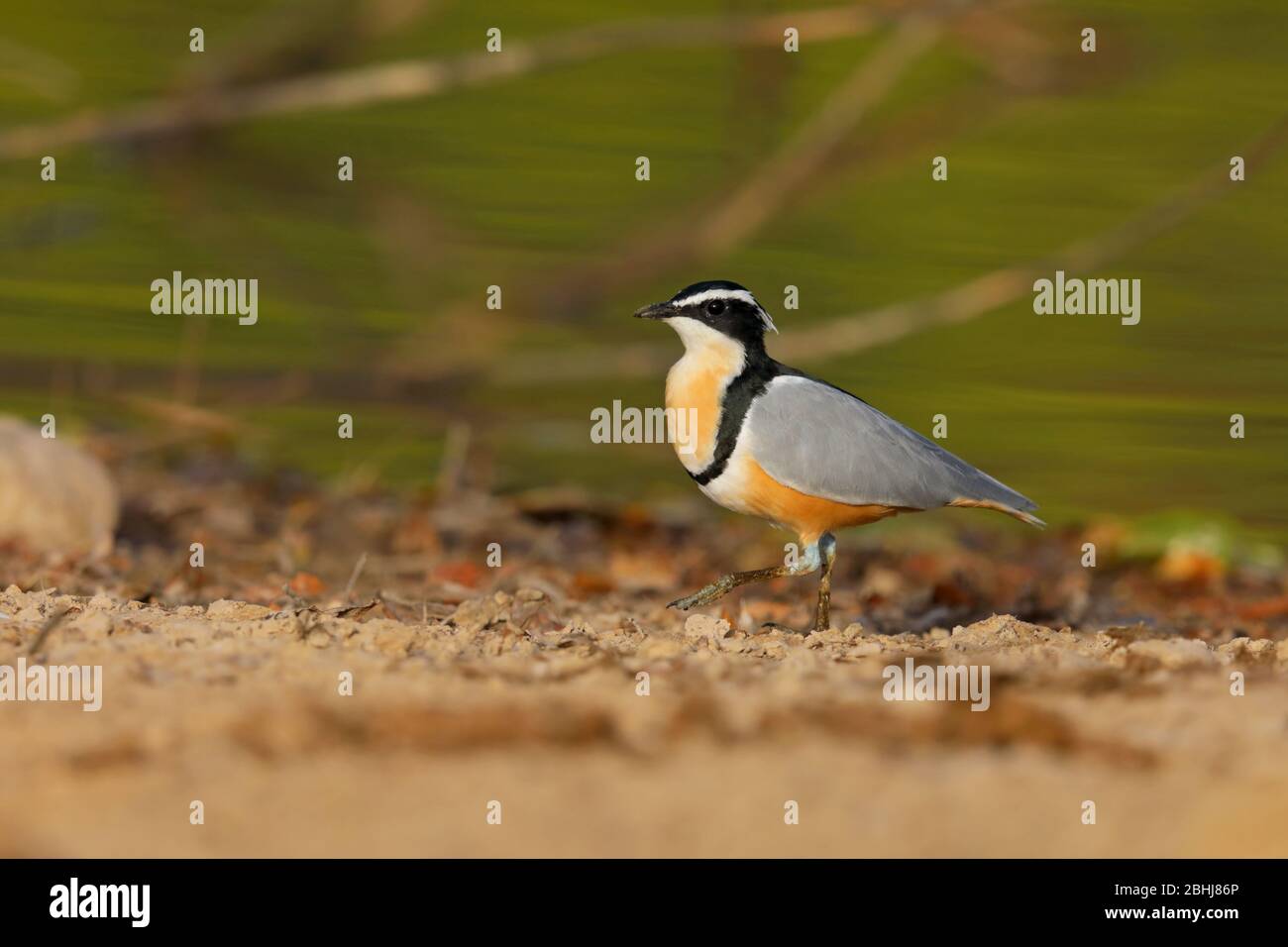 Plover bird crocodile hi-res stock photography and images - Alamy