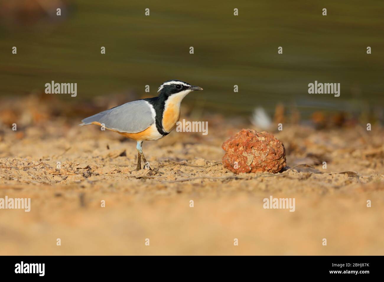 Plover bird crocodile hi-res stock photography and images - Alamy