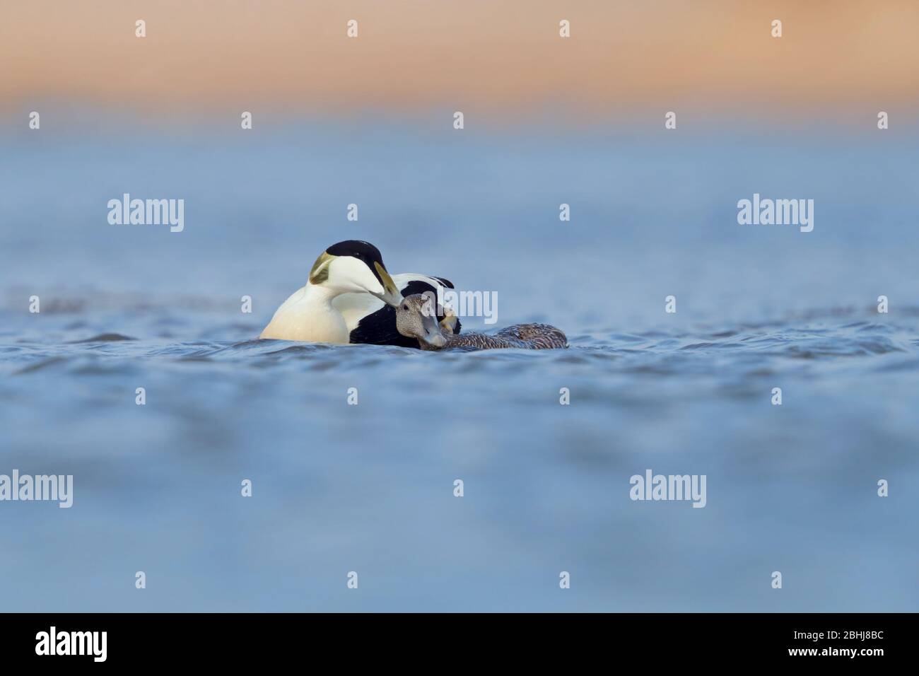 Juvenile Male Eider Duck High Resolution Stock Photography and Images ...