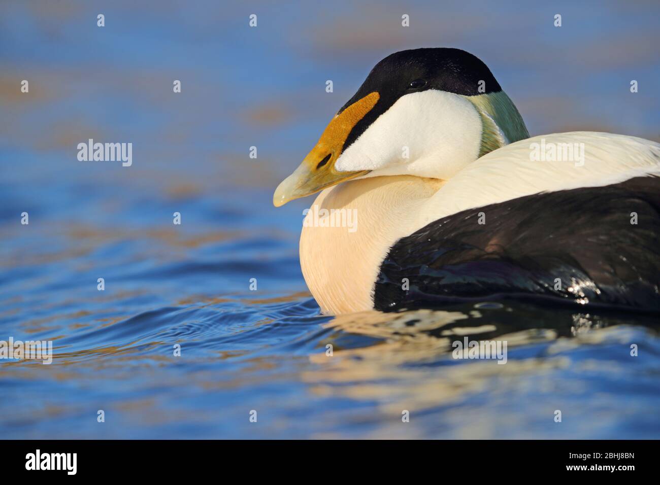 Adult bird in eclipse plumage hi-res stock photography and images - Alamy