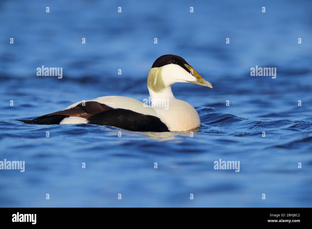 Adult bird in eclipse plumage hi-res stock photography and images - Alamy