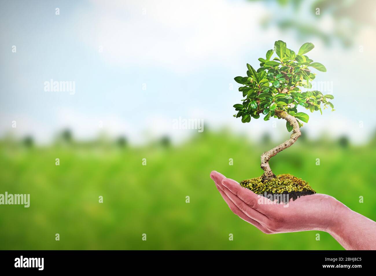 Bonsai Tree in hand , green Nature plant Stock Photo - Alamy
