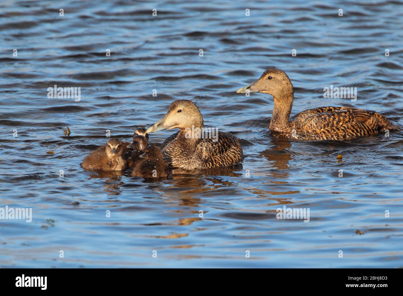 Eider duck somateria mollissima juvenile hi-res stock photography and ...