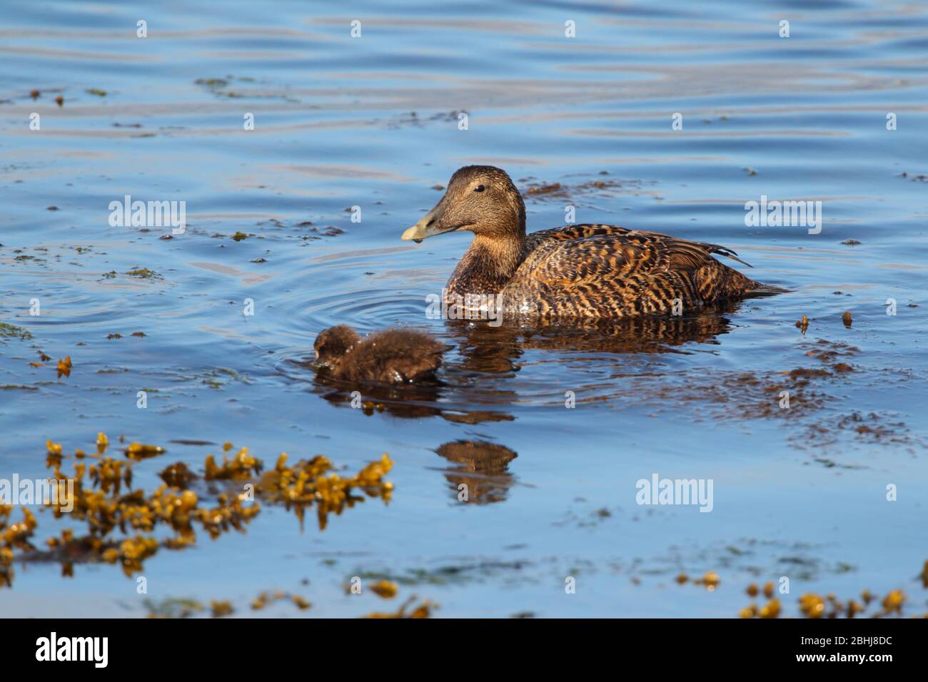 Juvenile male eider duck hi-res stock photography and images - Alamy
