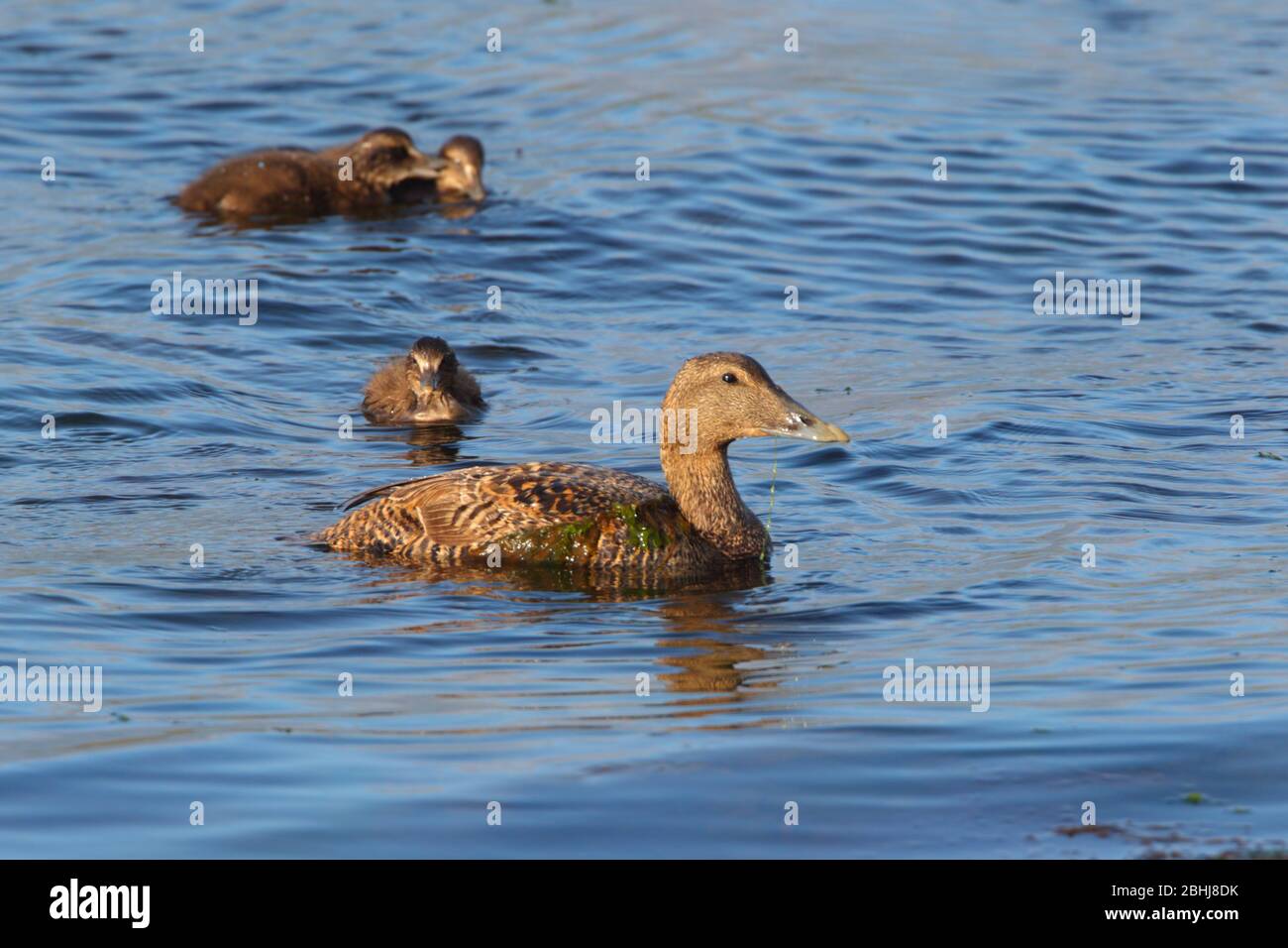 Juvenile male eider duck hi-res stock photography and images - Alamy