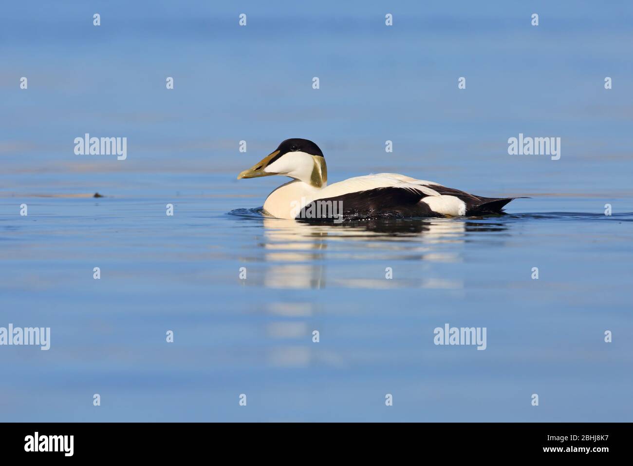 Adult bird in eclipse plumage hi-res stock photography and images - Alamy