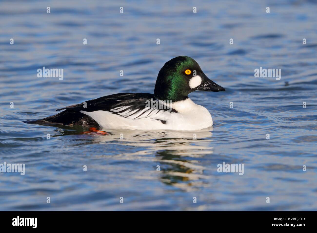 Adult breeding plumage drake Common Goldeneye (Bucephala clangula) in ...