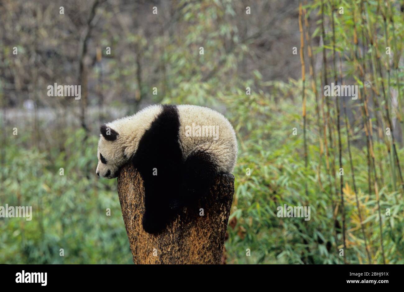 BABY GIANT PANDA (AILUROPODA MELANOLEUCA), CHINESE NAME: XIONGMAO ...