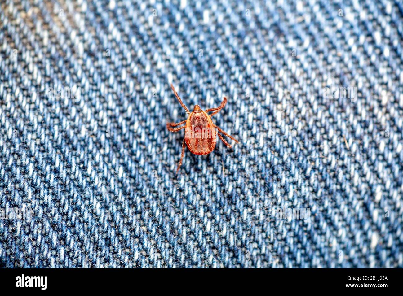A true ixodid mite blood sucking parasite carrying the acarid disease ...