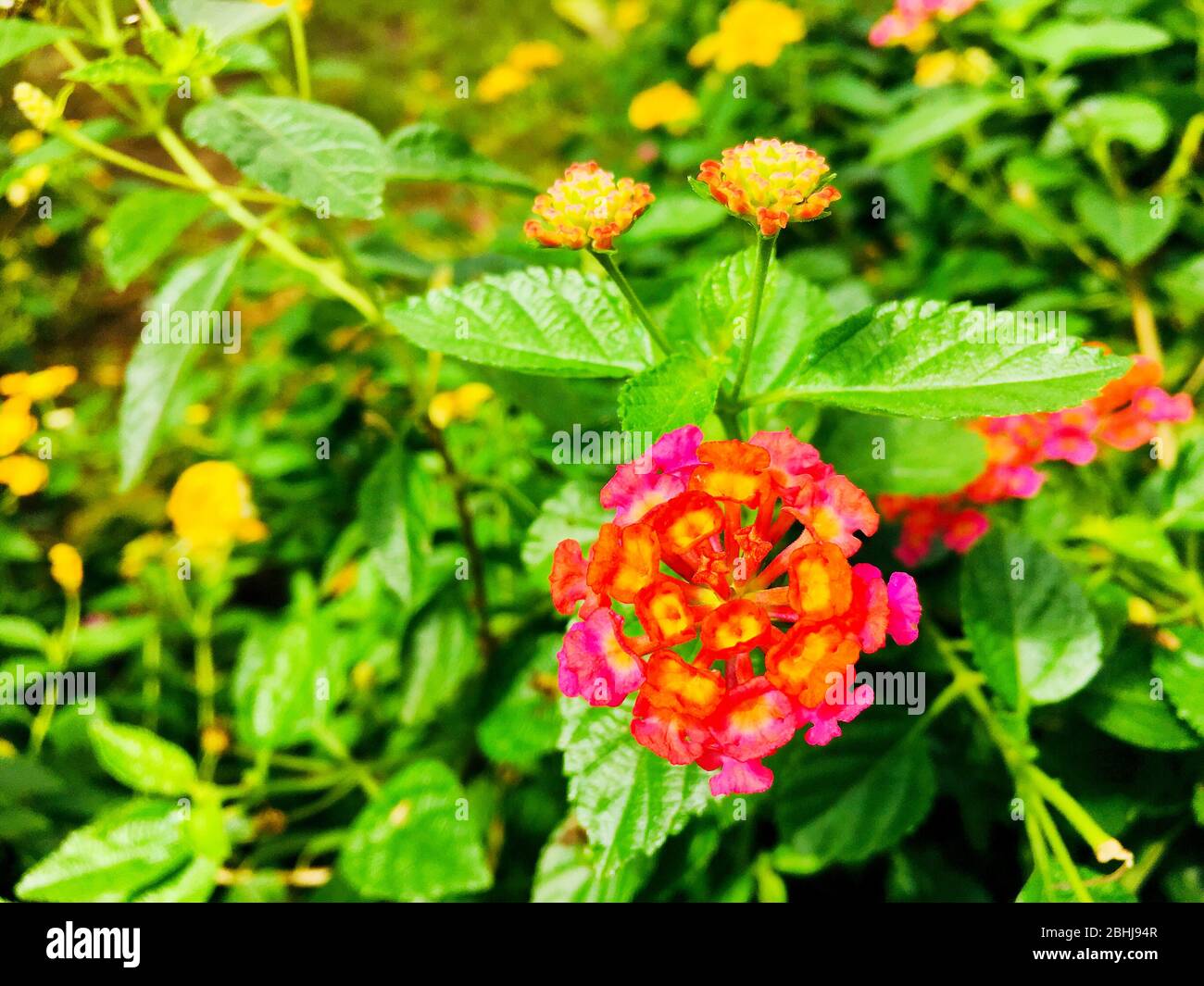 The Lantana flowers in the garden Stock Photo - Alamy