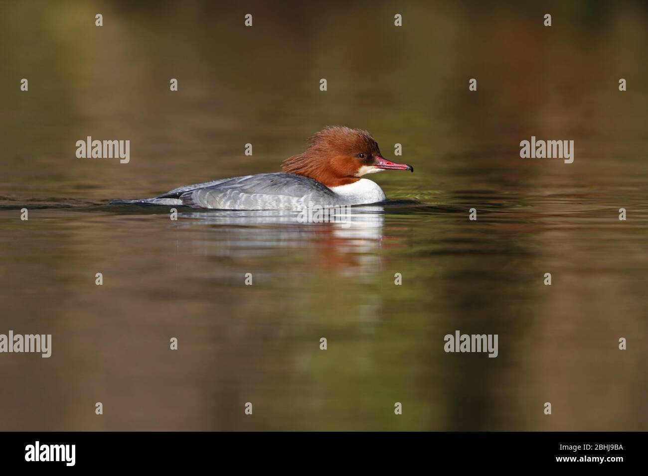 Goosander ducks on river hi-res stock photography and images - Alamy