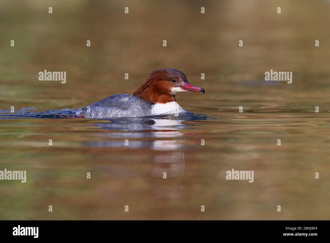 Goosander ducks on river hi-res stock photography and images - Alamy