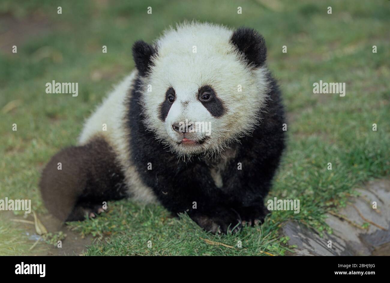 Panda name hi-res stock photography and images - Alamy