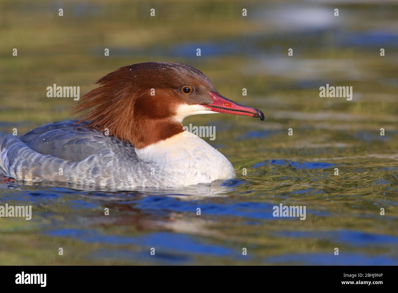 Goosander ducks on river hi-res stock photography and images - Alamy