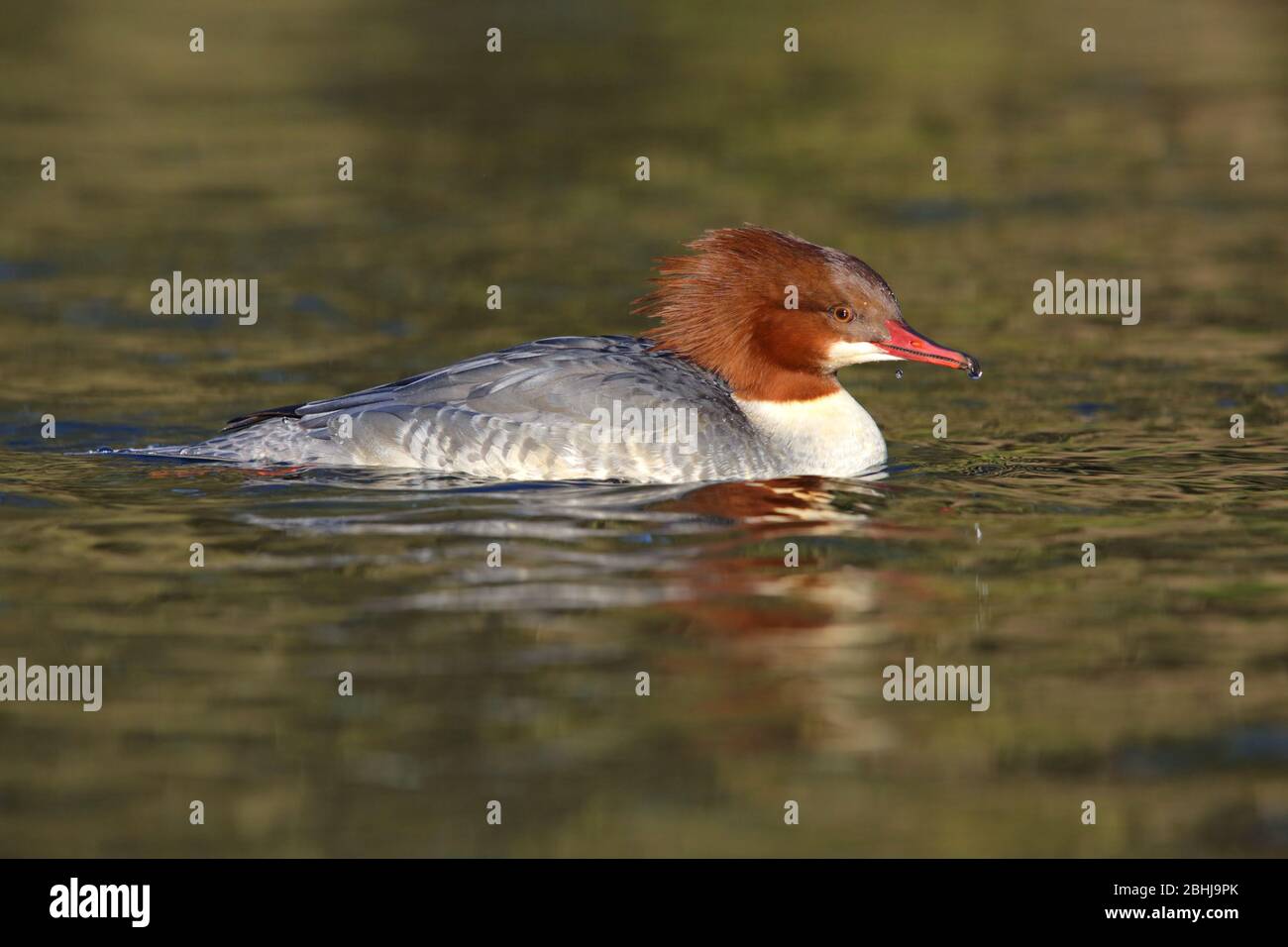Goosander ducks winter hi-res stock photography and images - Alamy