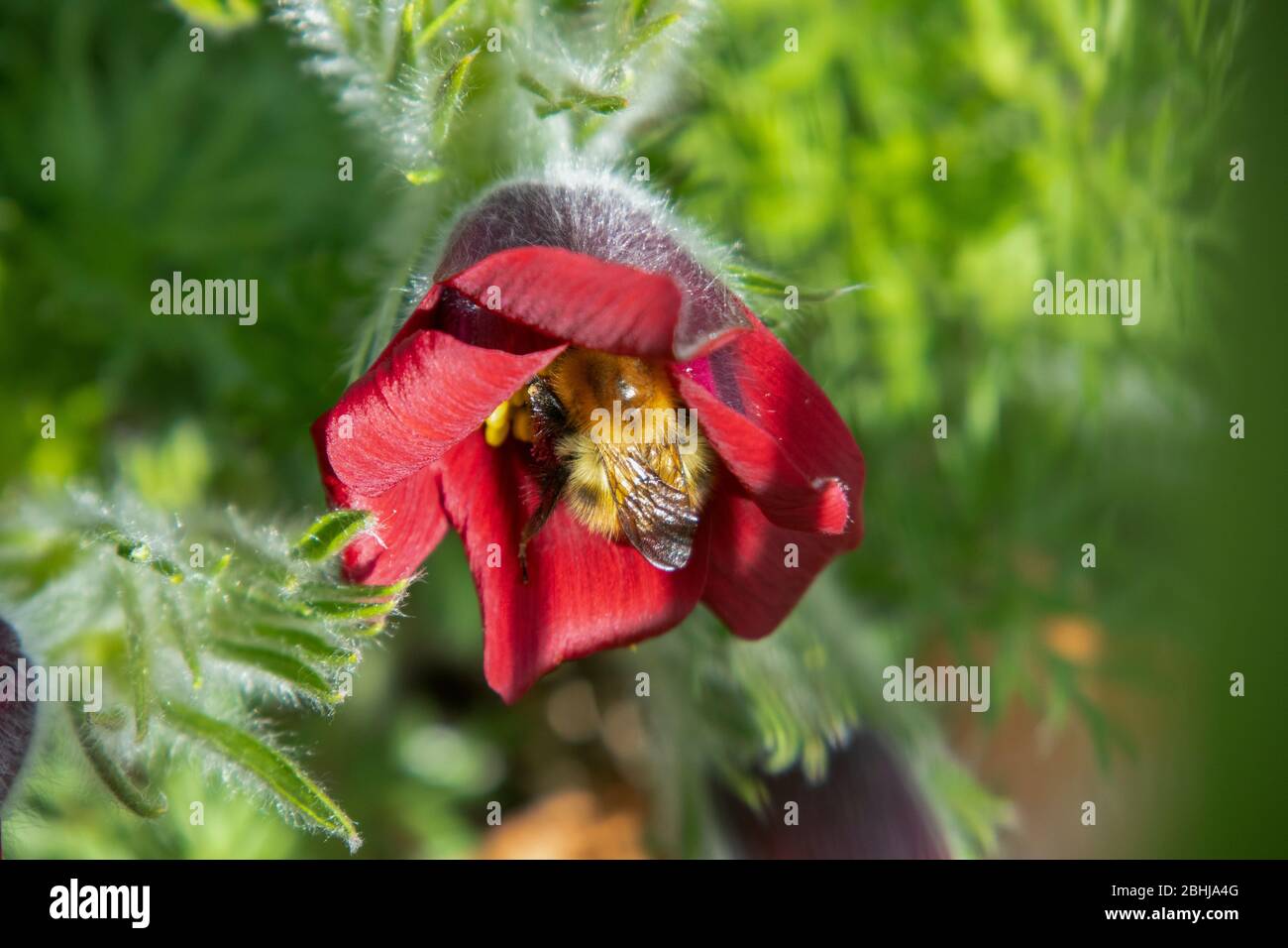 Common carder bumblebee nectaring in red flower Stock Photo - Alamy