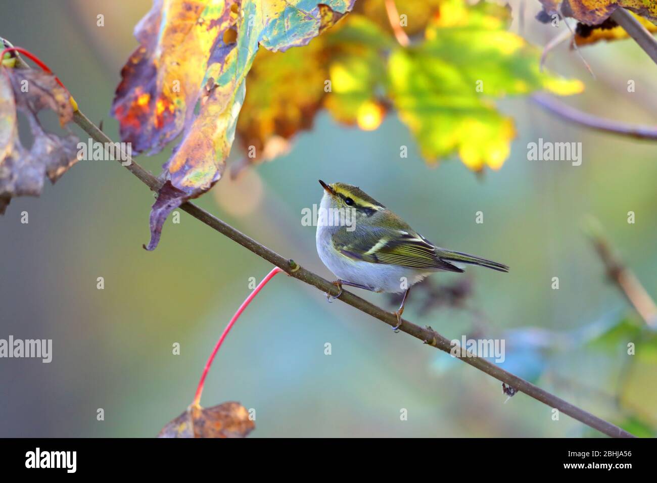 A Pallas's Leaf Warbler or Pallas's Warbler (Phylloscopus proregulus ...