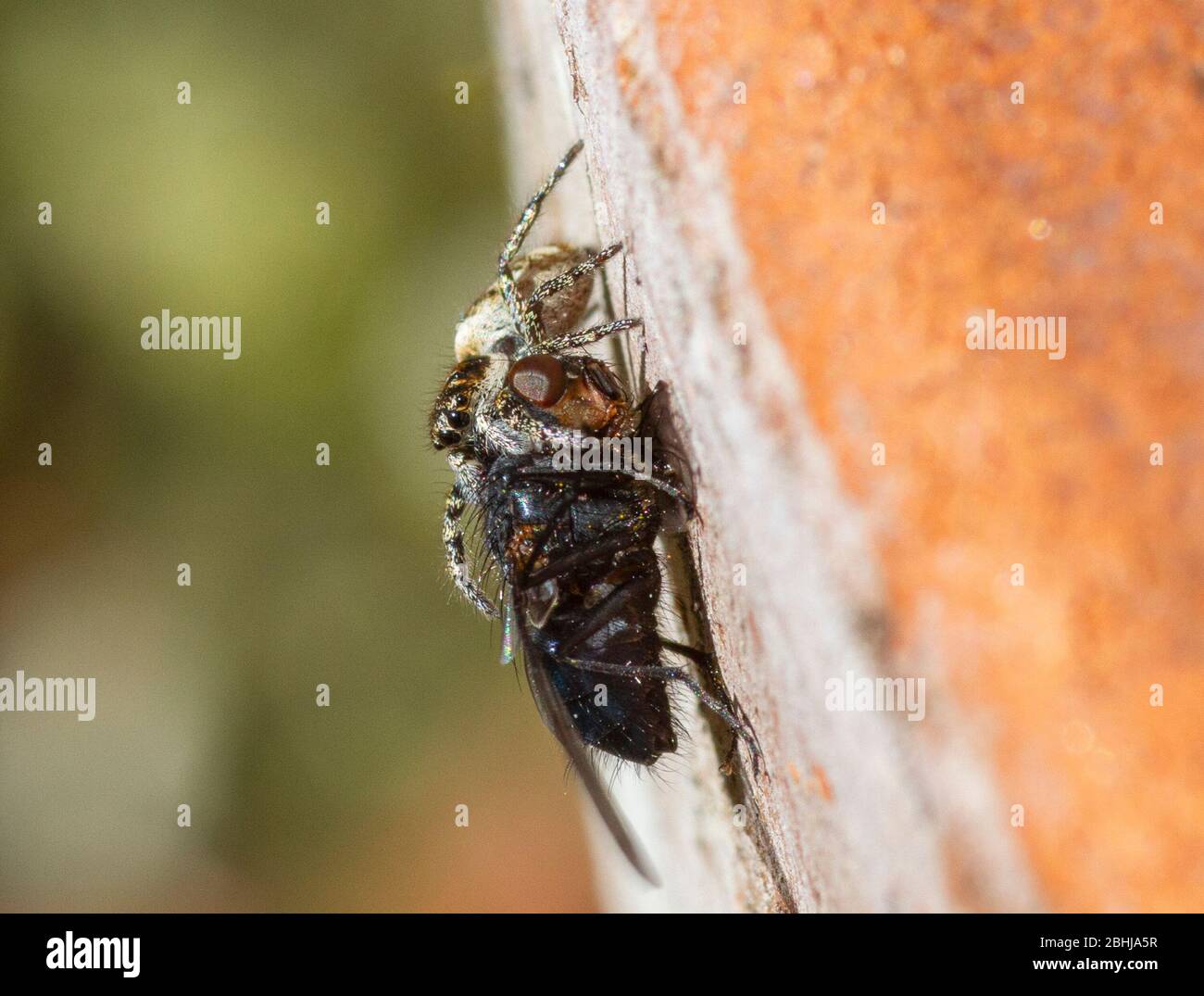 Zebra spider eating fly Stock Photo - Alamy