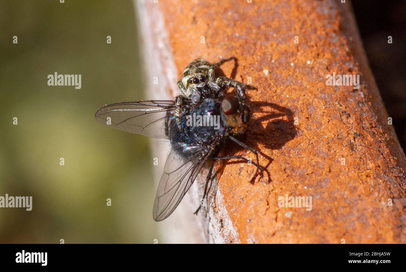 Zebra spider eating fly Stock Photo - Alamy