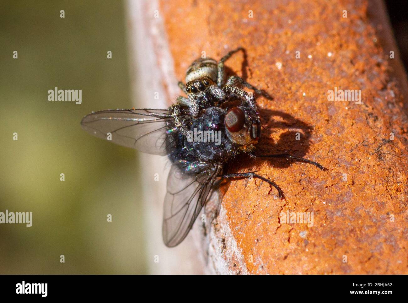 Zebra spider eating fly Stock Photo - Alamy