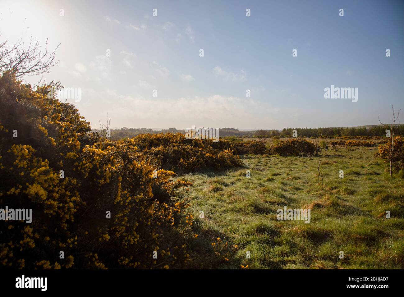Gorse hill nature reserve hi-res stock photography and images - Alamy