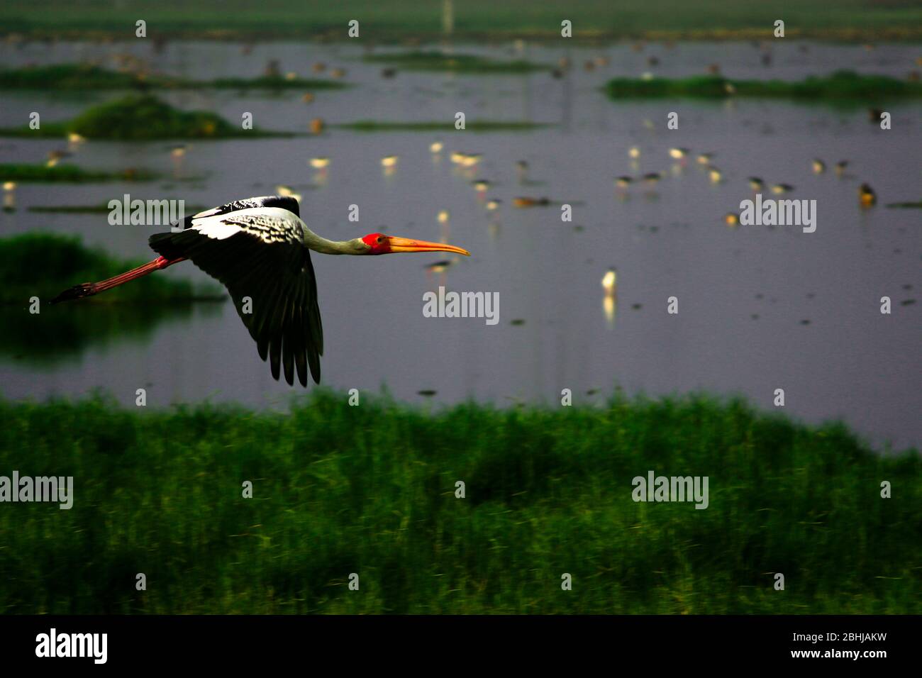 The painted stork (Mycteria leucocephala) flying above the marshland A ...