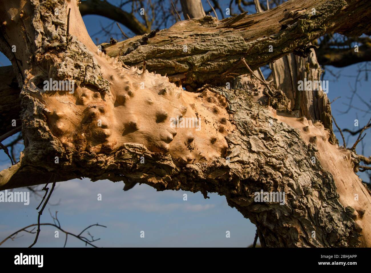 Early morning in ancient hi-res stock photography and images - Alamy