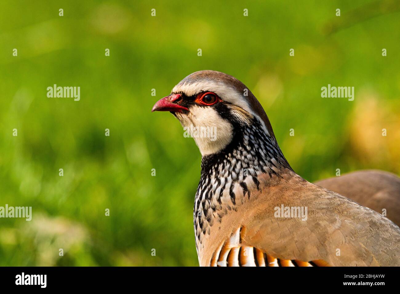 Red-legged Partridge Alectoris rufa Stock Photo - Alamy