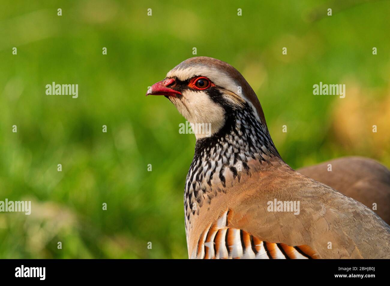 Red-legged Partridge Alectoris rufa Stock Photo - Alamy