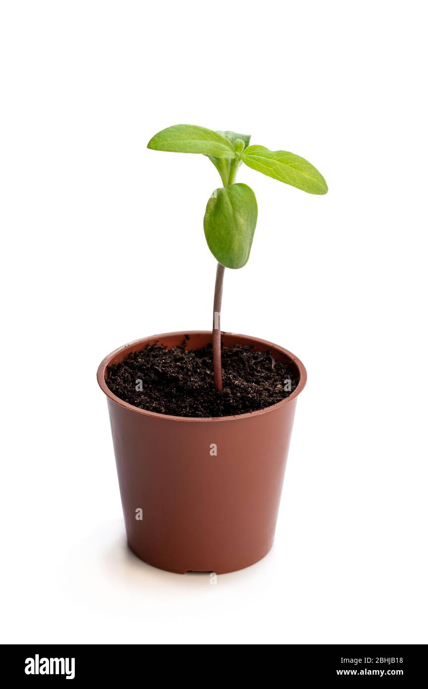 Baby sunflower sprout in flower pot isolated on white Stock Photo - Alamy