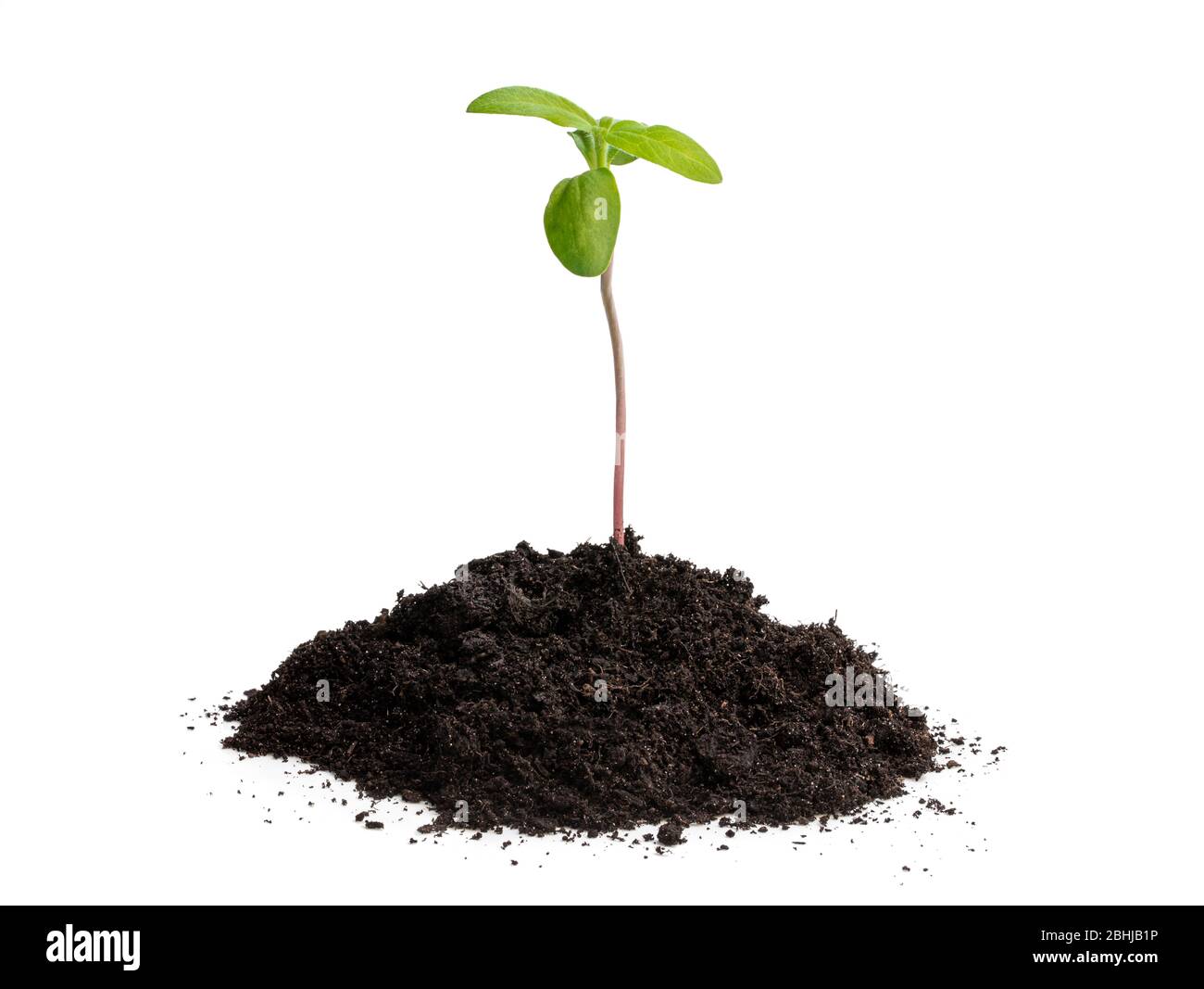 Baby sunflower sprout in soil isolated on white Stock Photo - Alamy