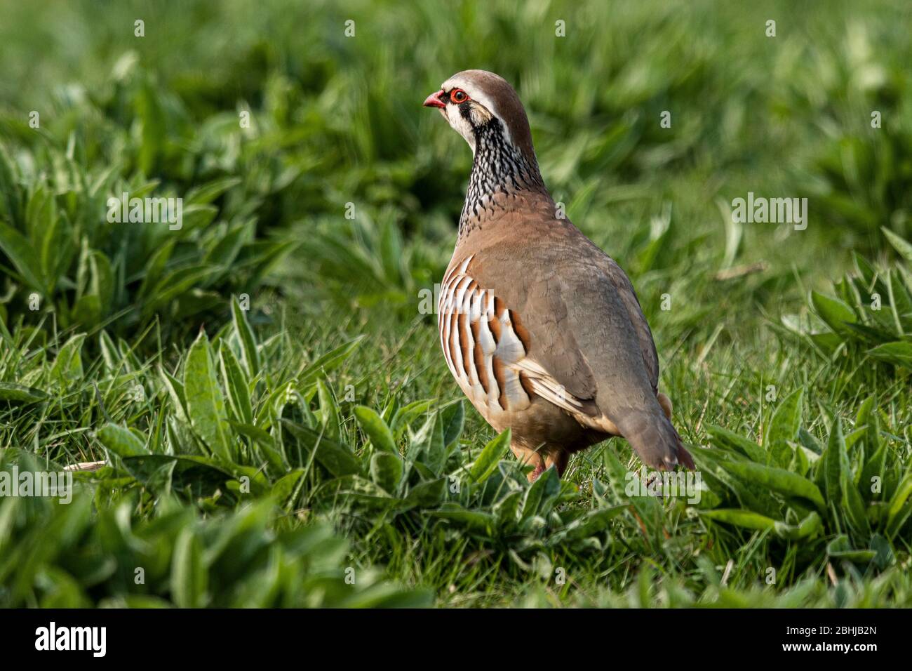 Red-legged Partridge Alectoris rufa Stock Photo - Alamy