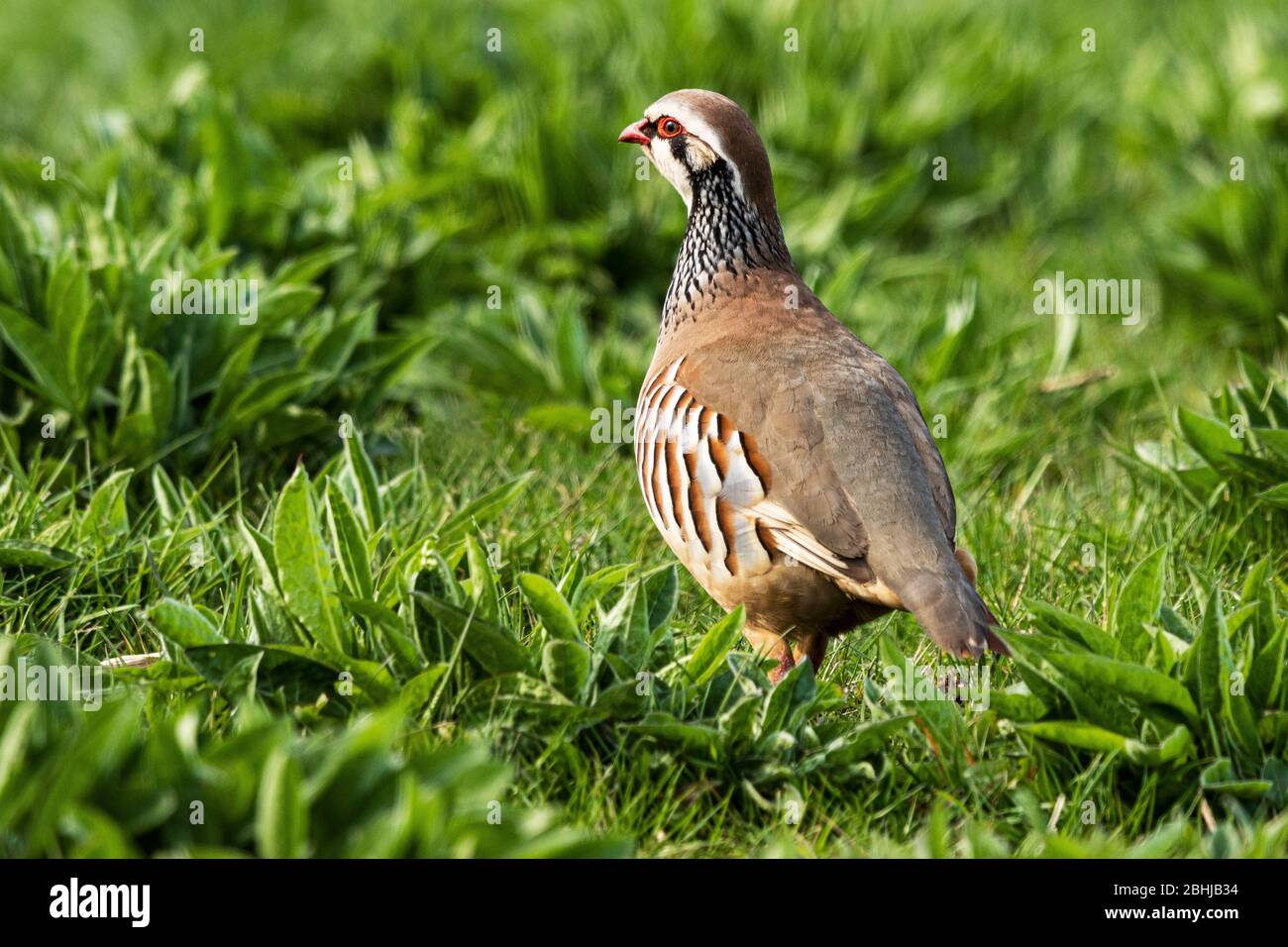 Red-legged Partridge Alectoris rufa Stock Photo - Alamy