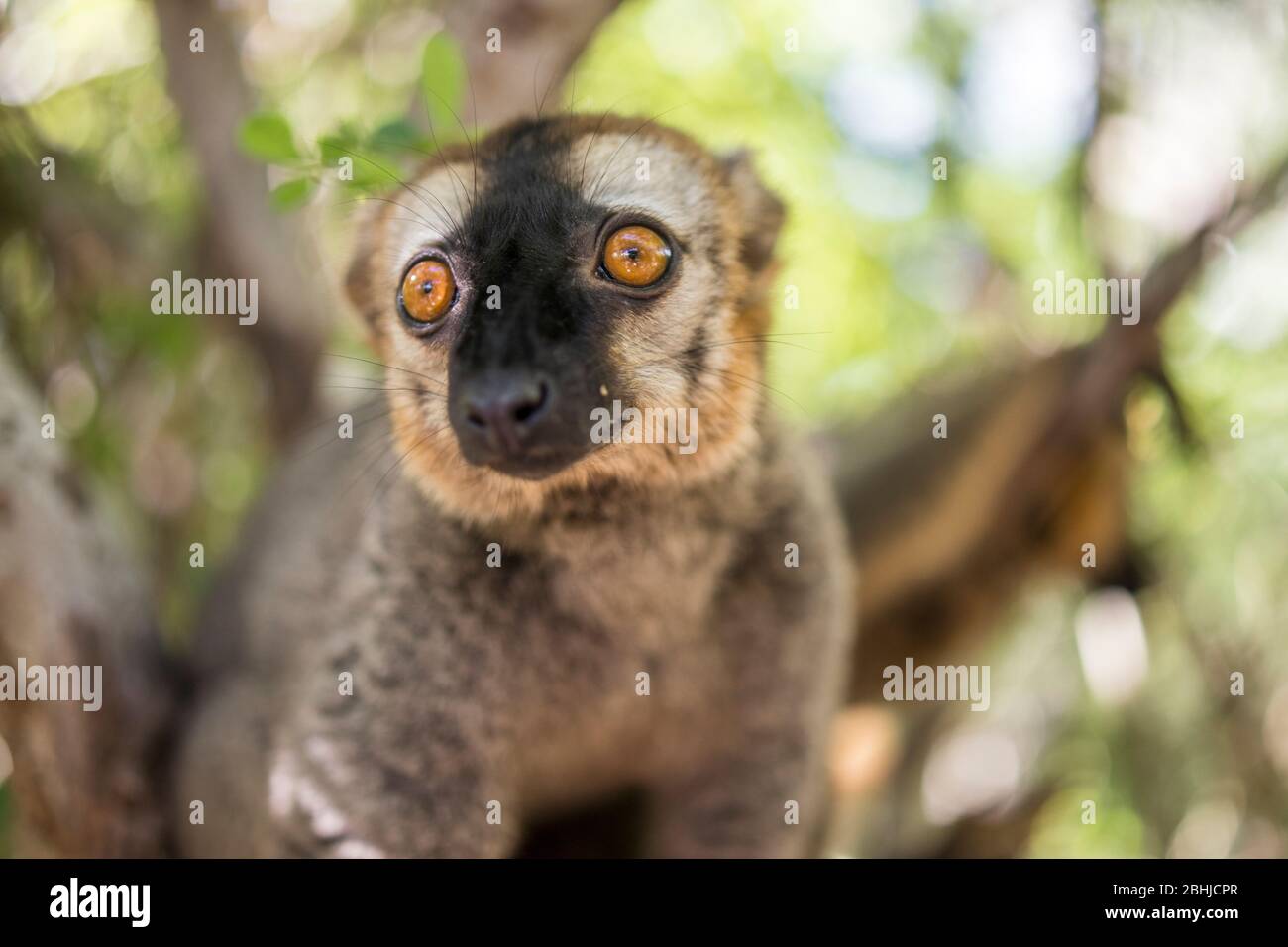 Common brown lemur (Eulemur fulvus Stock Photo - Alamy